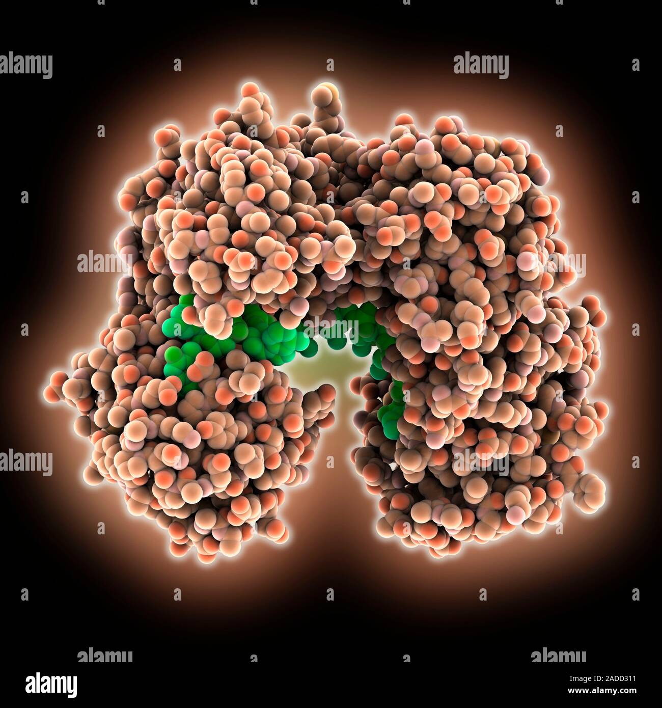 Argonaute protein complexed with guide DNA (deoxyribonucleic acid ...