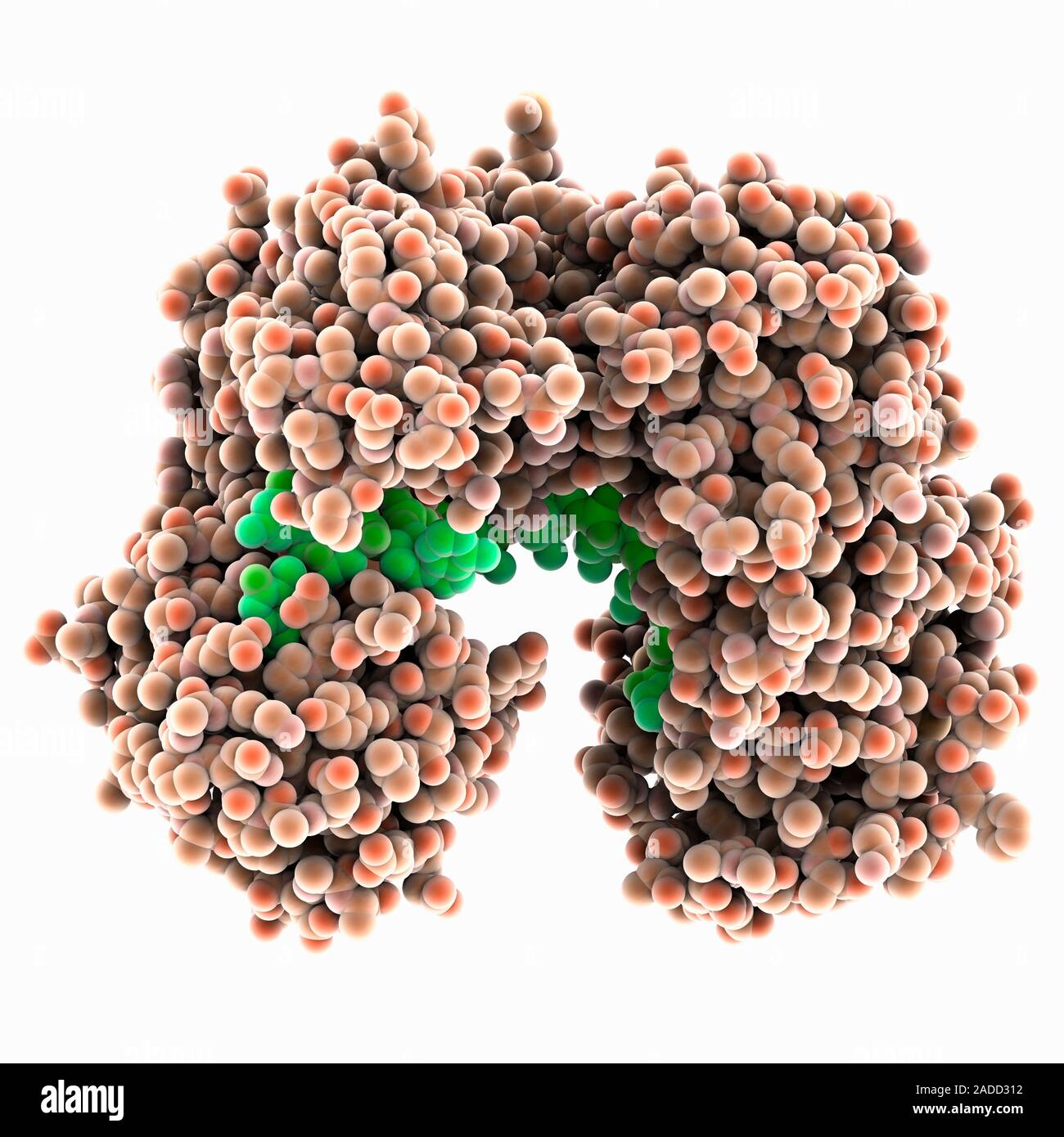 Argonaute protein complexed with guide DNA (deoxyribonucleic acid ...