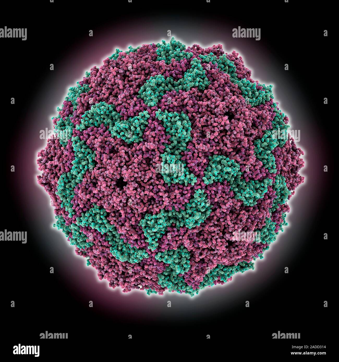 Human Aichi virus capsid. Computer model showing the structure of the ...