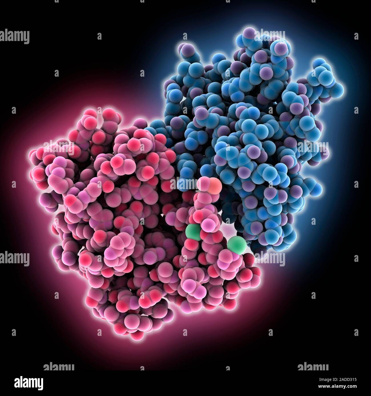 Anti-CRISPR (Clustered Regularly Interspersed Palindromic Repeats ...