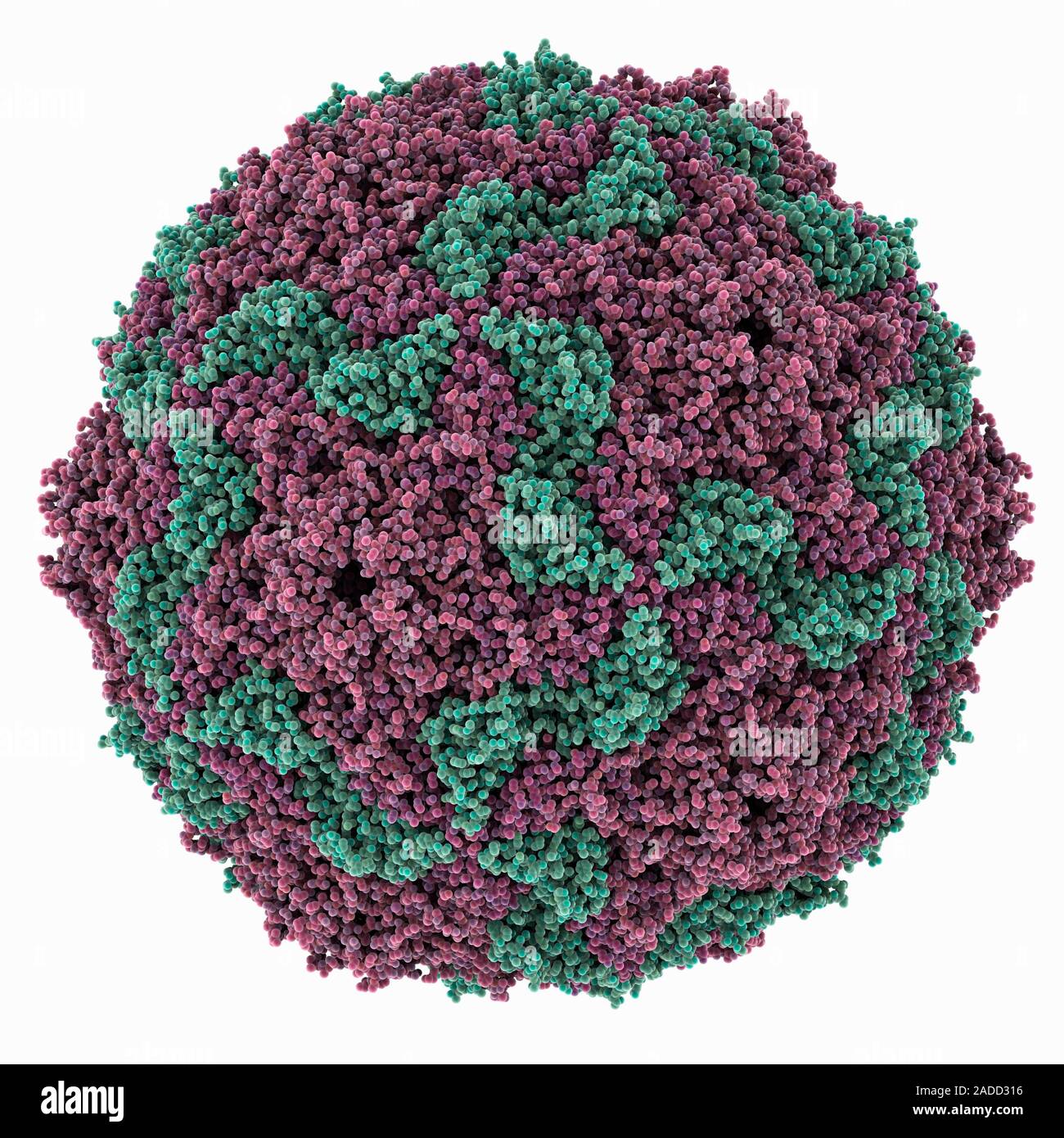 Human Aichi virus capsid. Computer model showing the structure of the ...