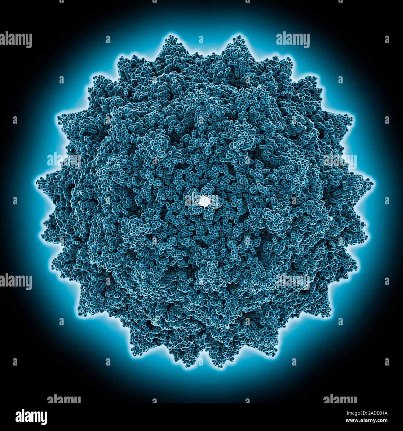Adeno-associated virus type 2 capsid. Computer model showing the capsid ...