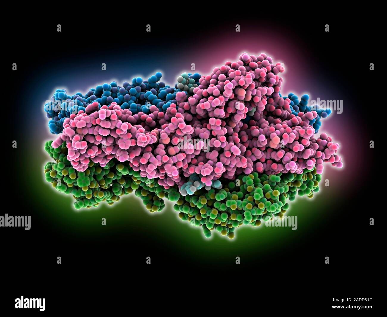 Puumala virus glycoprotein C. Computer model showing the structure of ...
