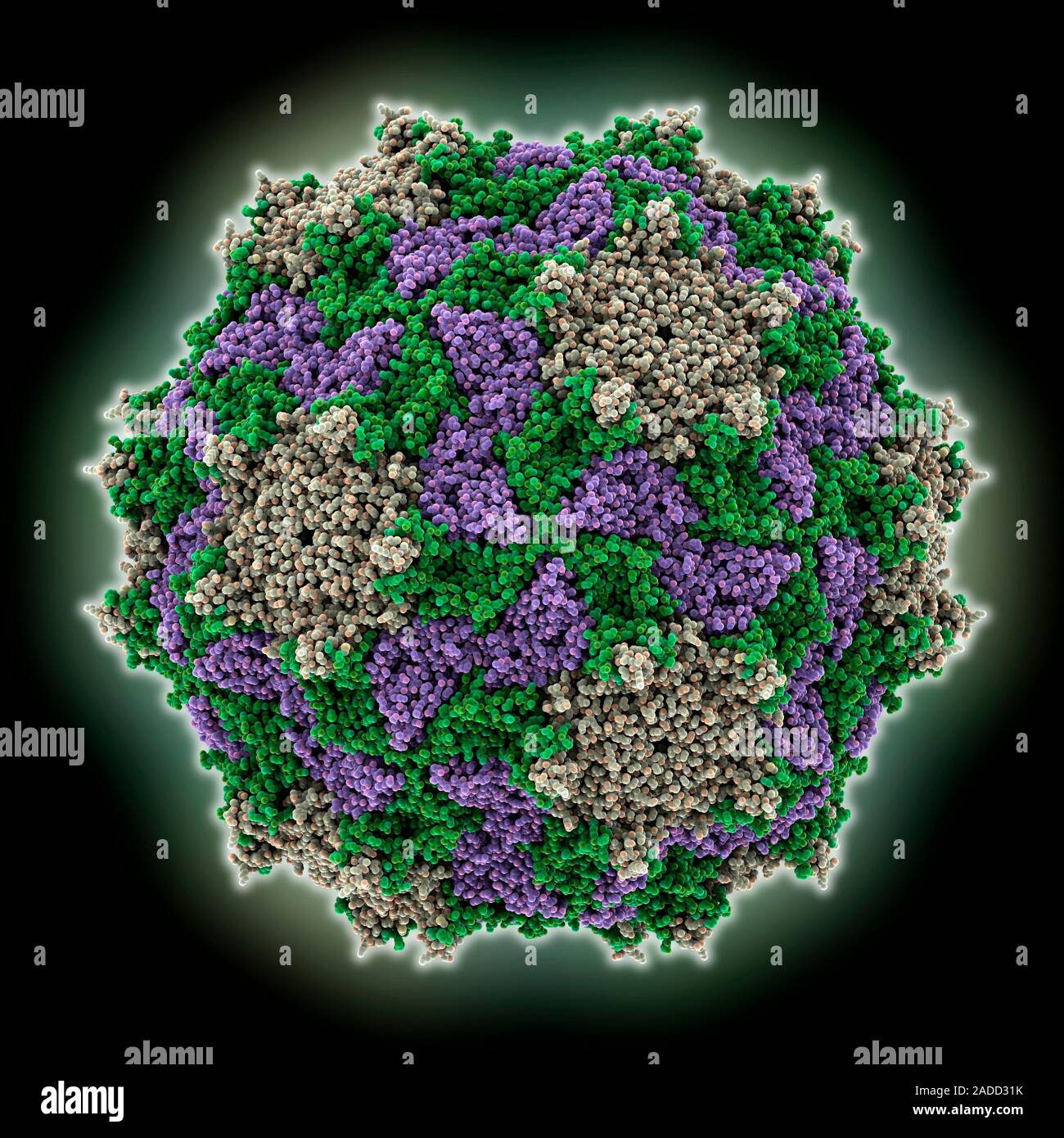 Triatoma virus capsid. Computer model showing the structure of an empty ...