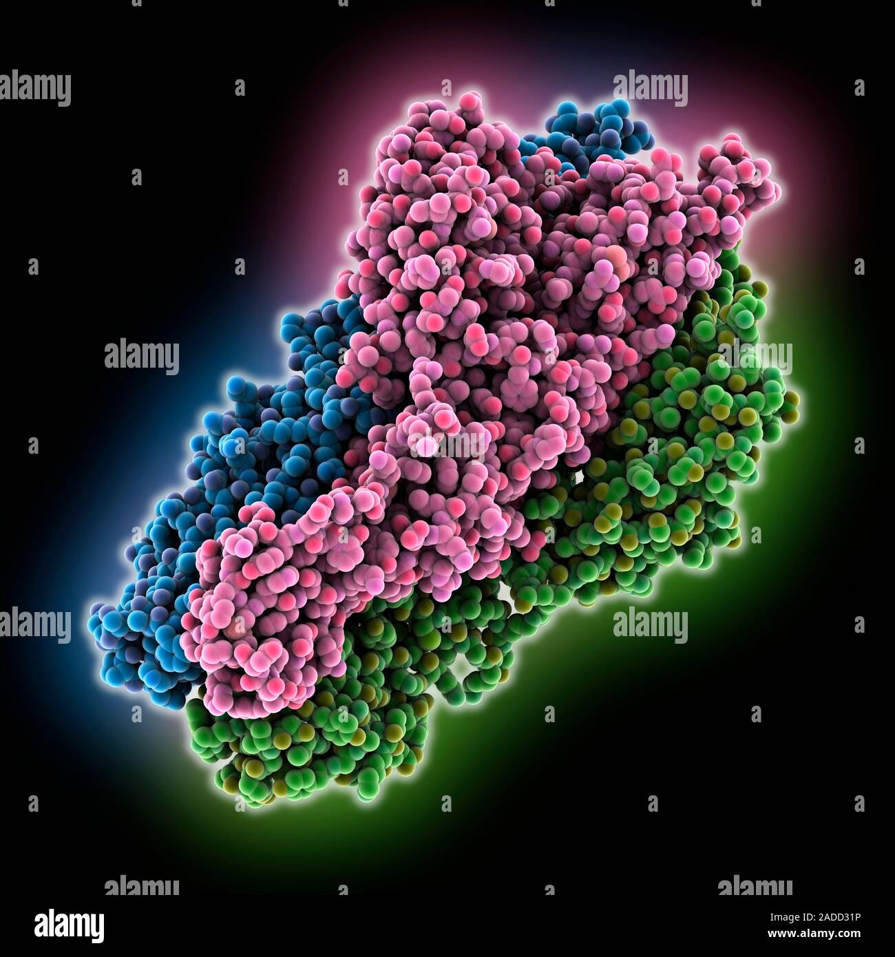 Glycoprotein Cc from hantavirus. Computer model showing the structure ...