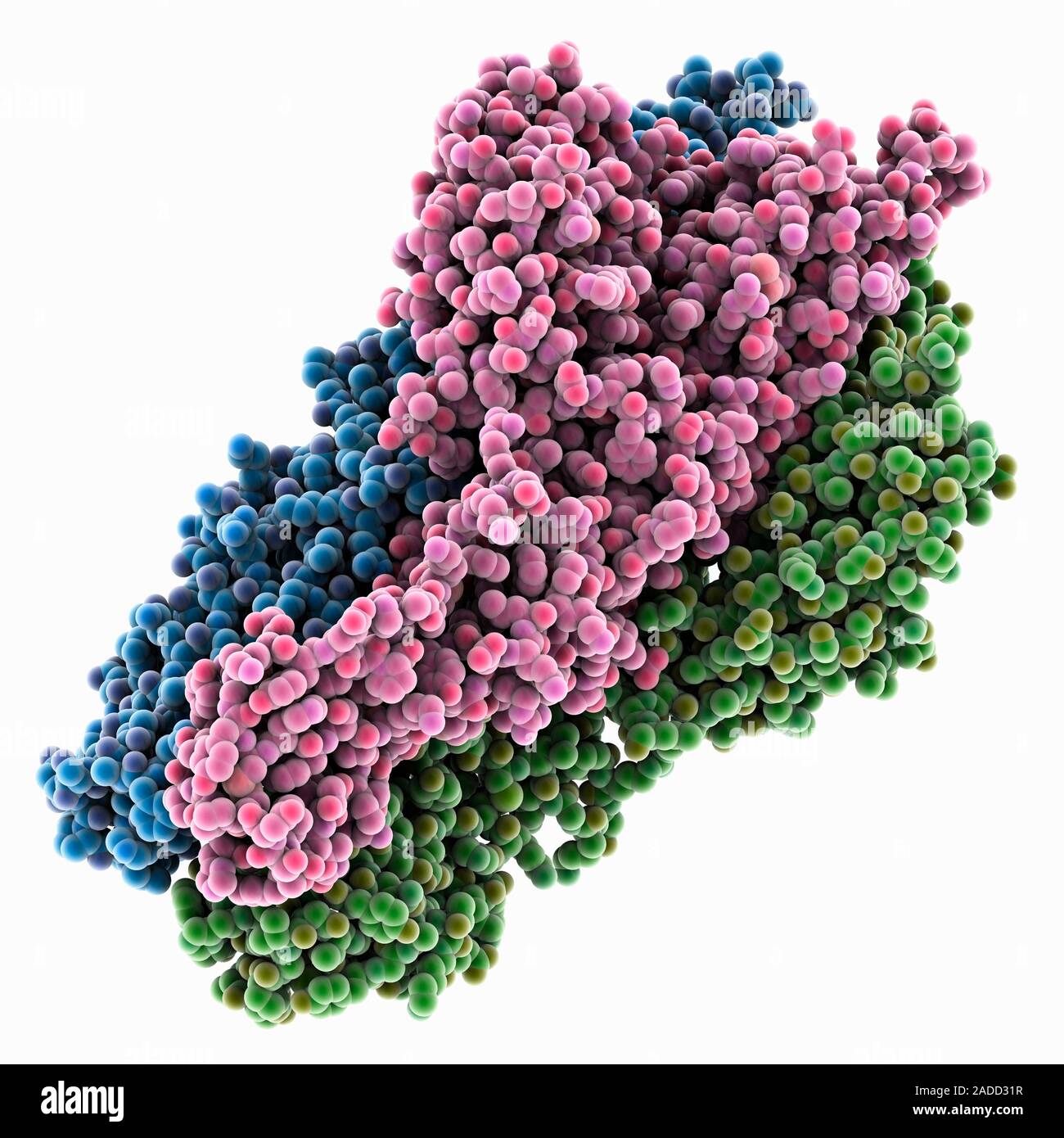 Glycoprotein Cc from hantavirus. Computer model showing the structure ...