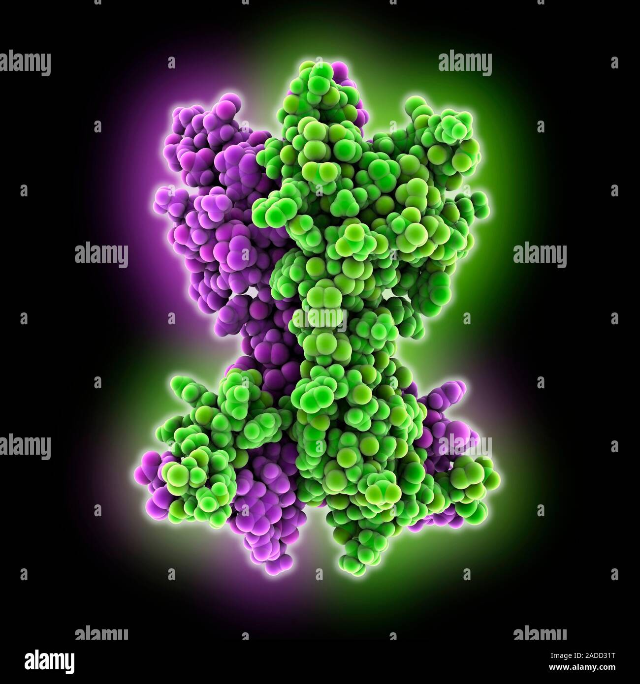 Murine nerve growth factor (NGF). Computer model showing the two-chain ...