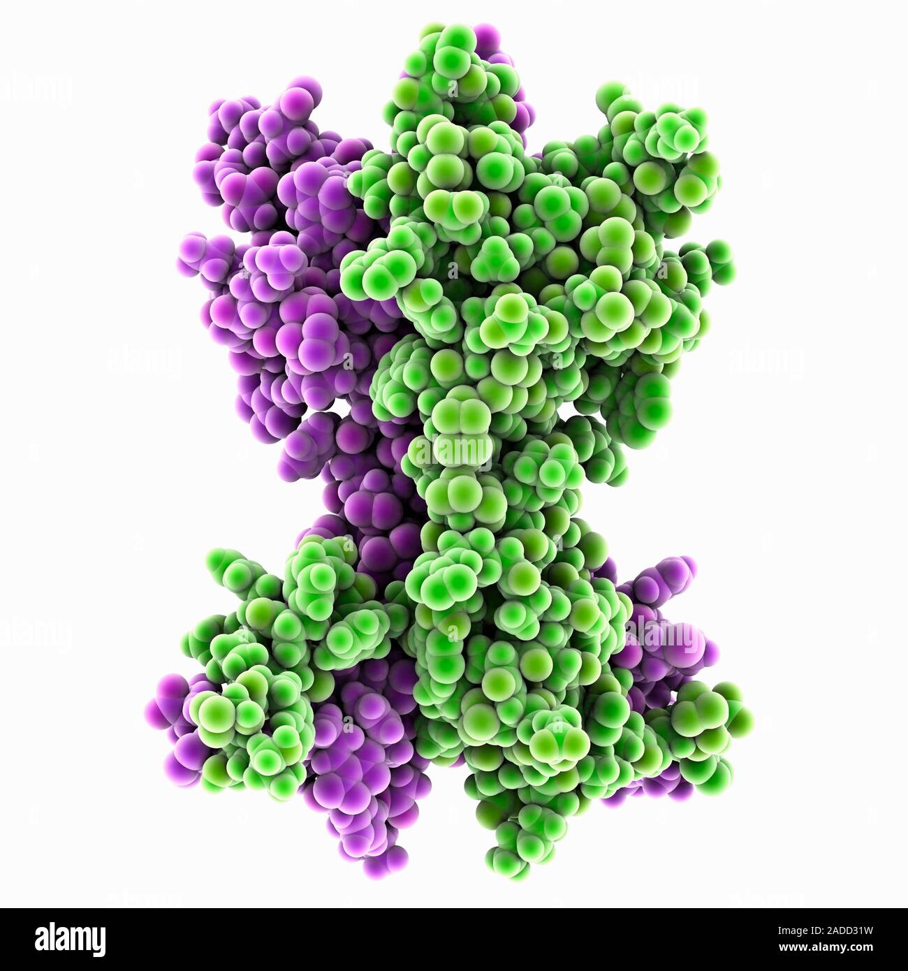 Murine nerve growth factor (NGF). Computer model showing the two-chain ...