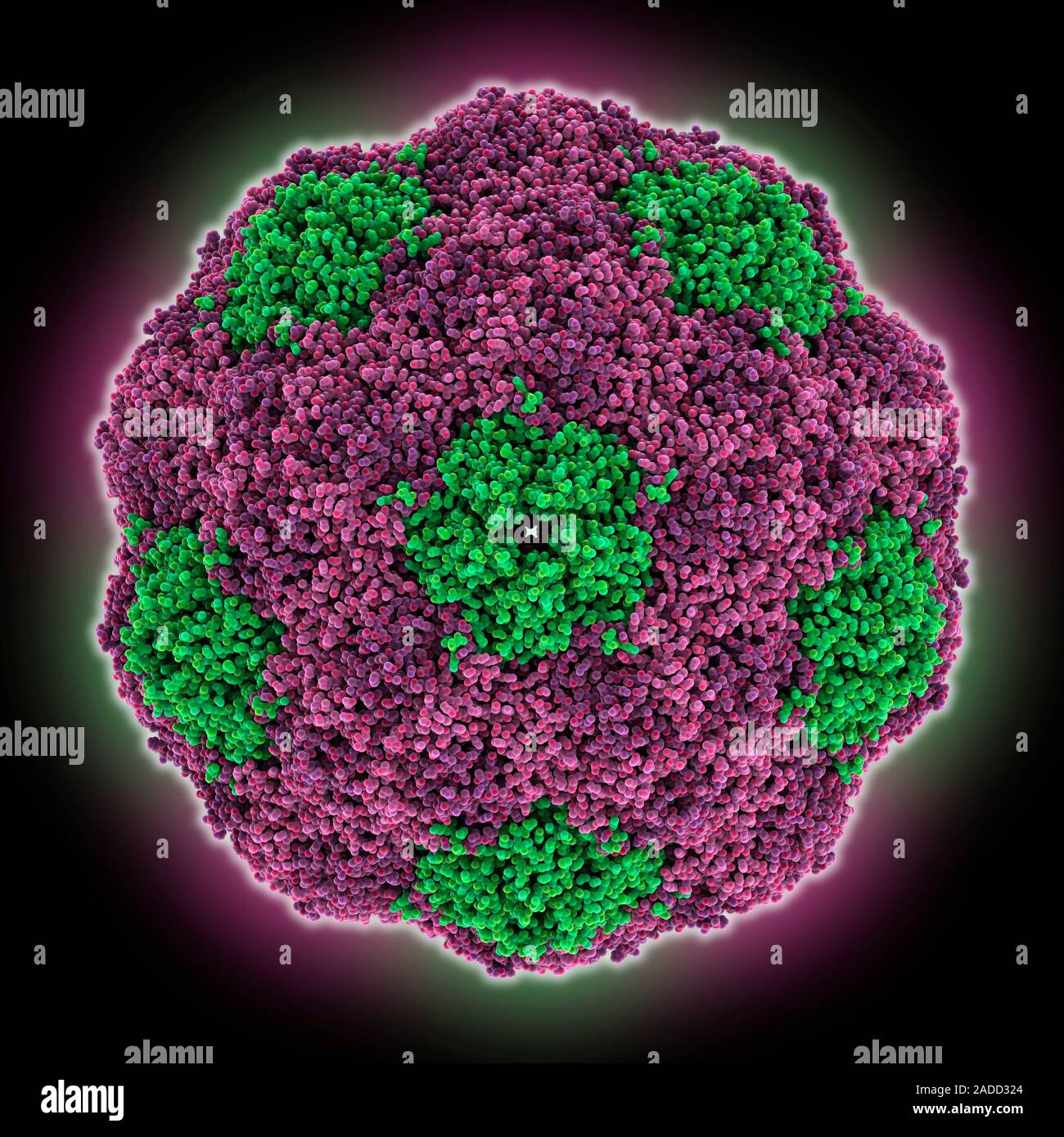 Human parechovirus 1 capsid. Computer model showing the capsid ...