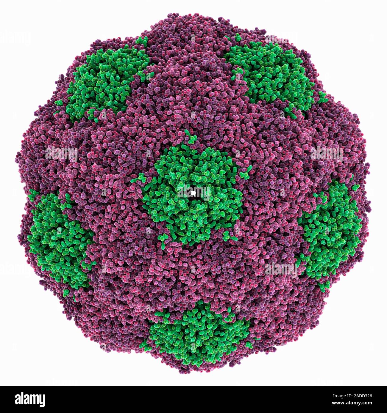 Human parechovirus 1 capsid. Computer model showing the capsid ...