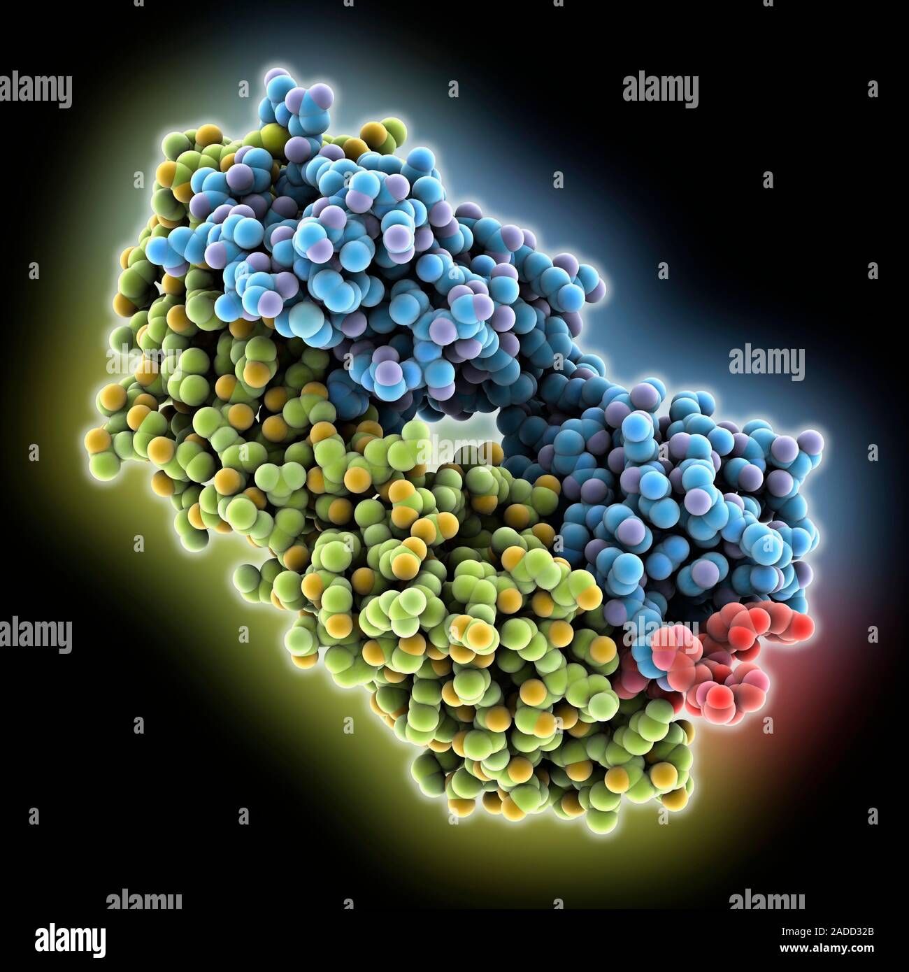 Human pyroglutamate-amyloid beta pE3-18 complexed with antibody C24 ...