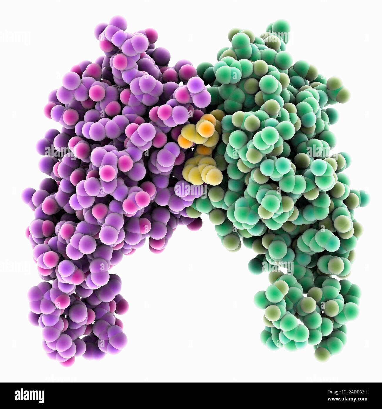Programmed cell death 1 ligand with inhibitor. Computer model showing ...