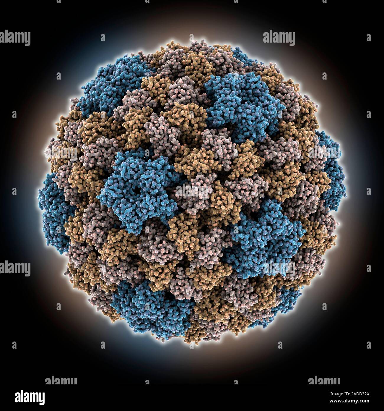 Cytomegalovirus (CMV) particles with tetanus-epitope. Computer model ...
