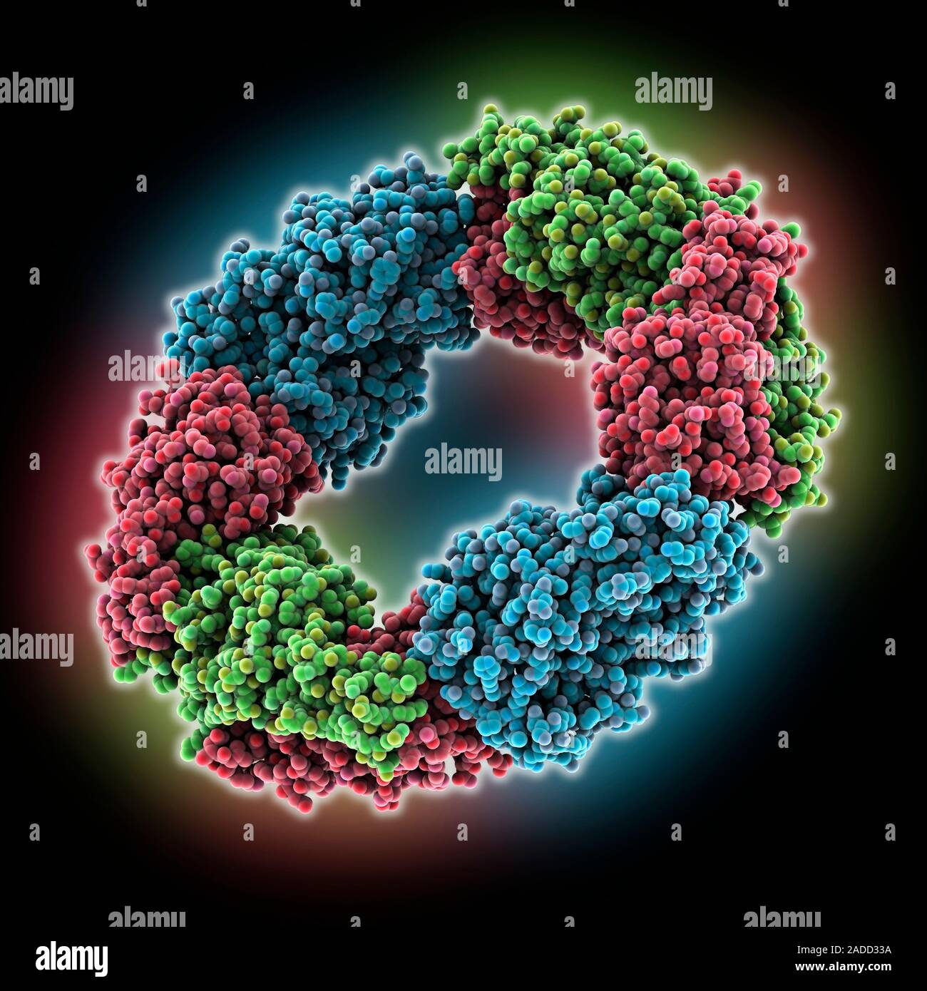 Human peroxiredoxin 3. Computer model showing the ring structure of ...