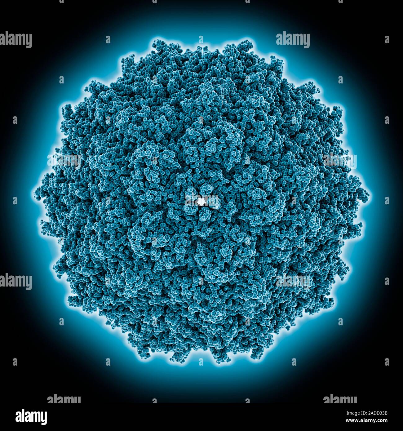 Human bocavirus-4 capsid. Computer model showing the structure of the ...