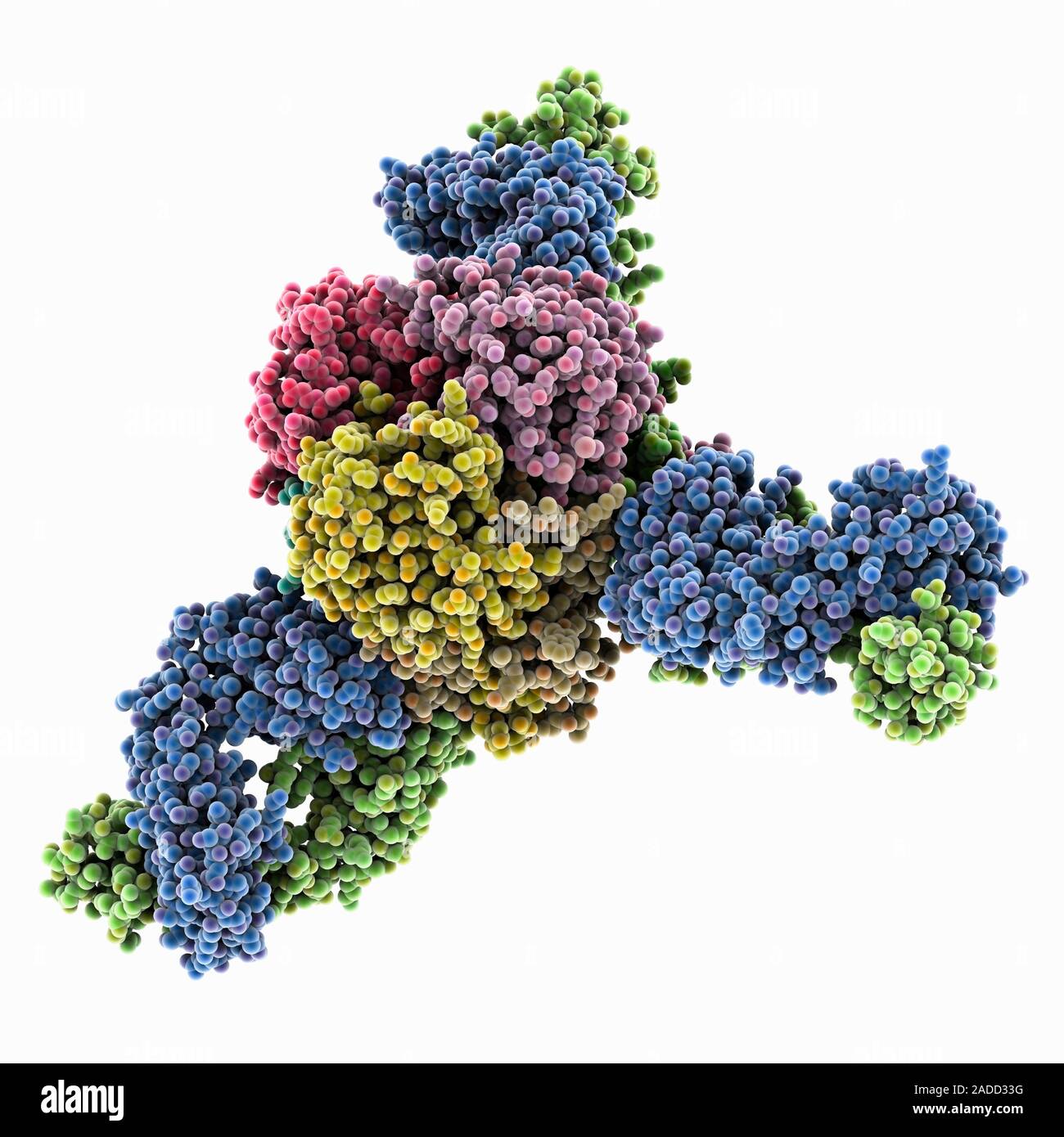 Lassa virus protein with antibody. Computer model showing the trimeric ...