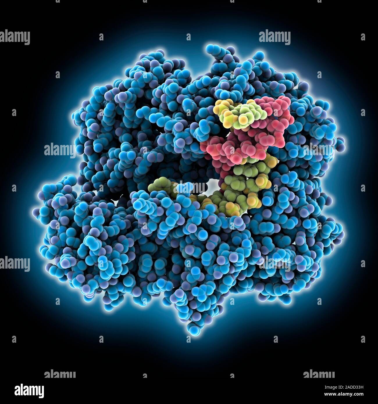 TNA polymerase complexed with primer and template DNA/TNA. Computer ...