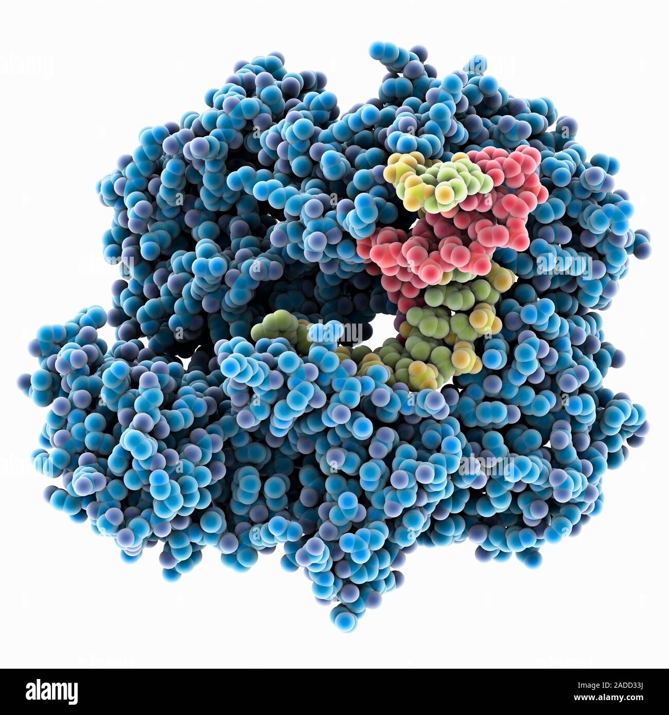 TNA polymerase complexed with primer and template DNA/TNA. Computer ...
