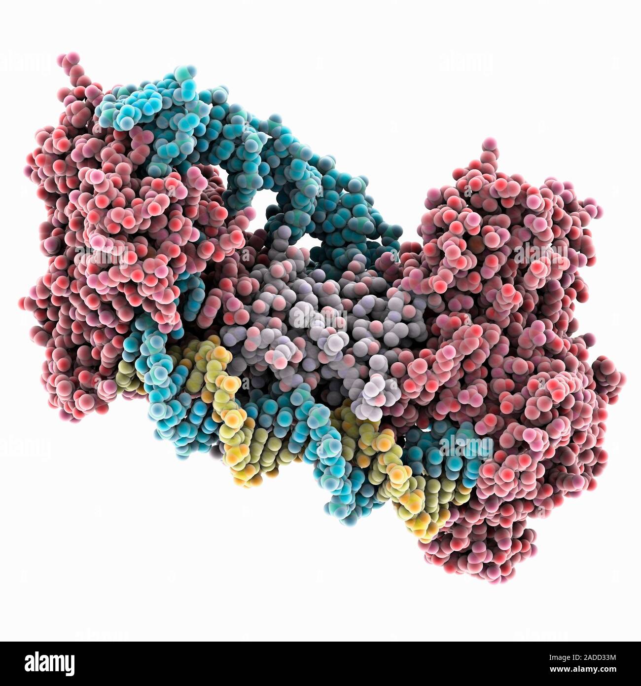 CRISPR-associated endonuclease Cas1 and Cas 2 complexed with DNA ...