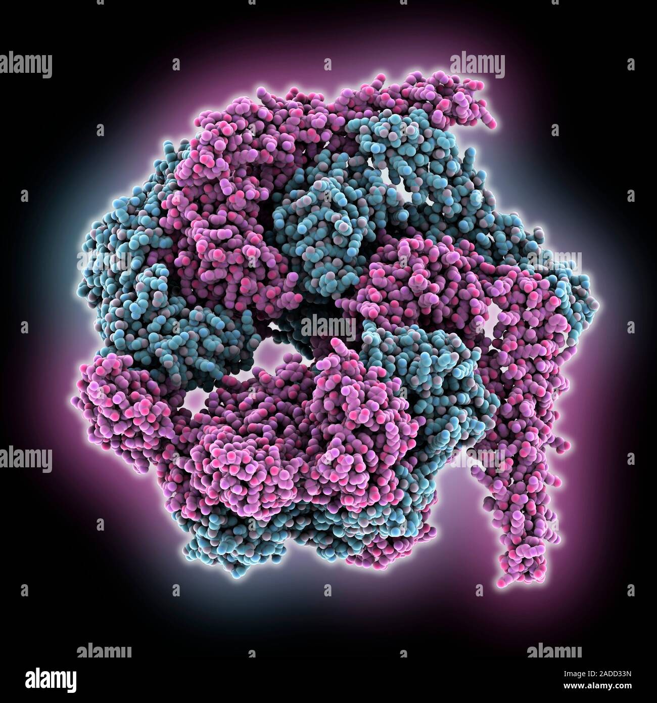 Yeast heat shock protein HSP 104. Computer model showing the ratchet ...