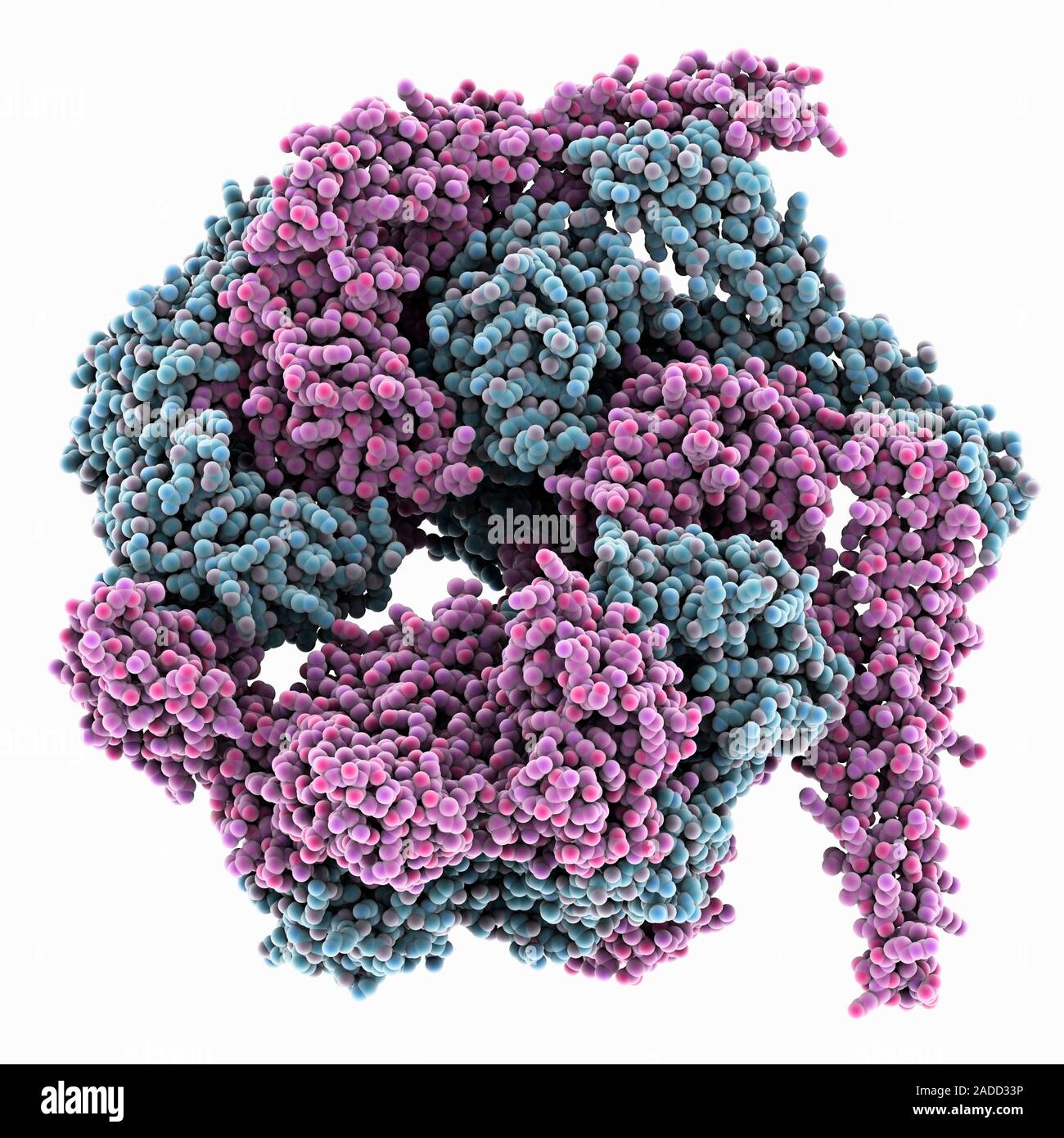 Yeast heat shock protein HSP 104. Computer model showing the ratchet ...