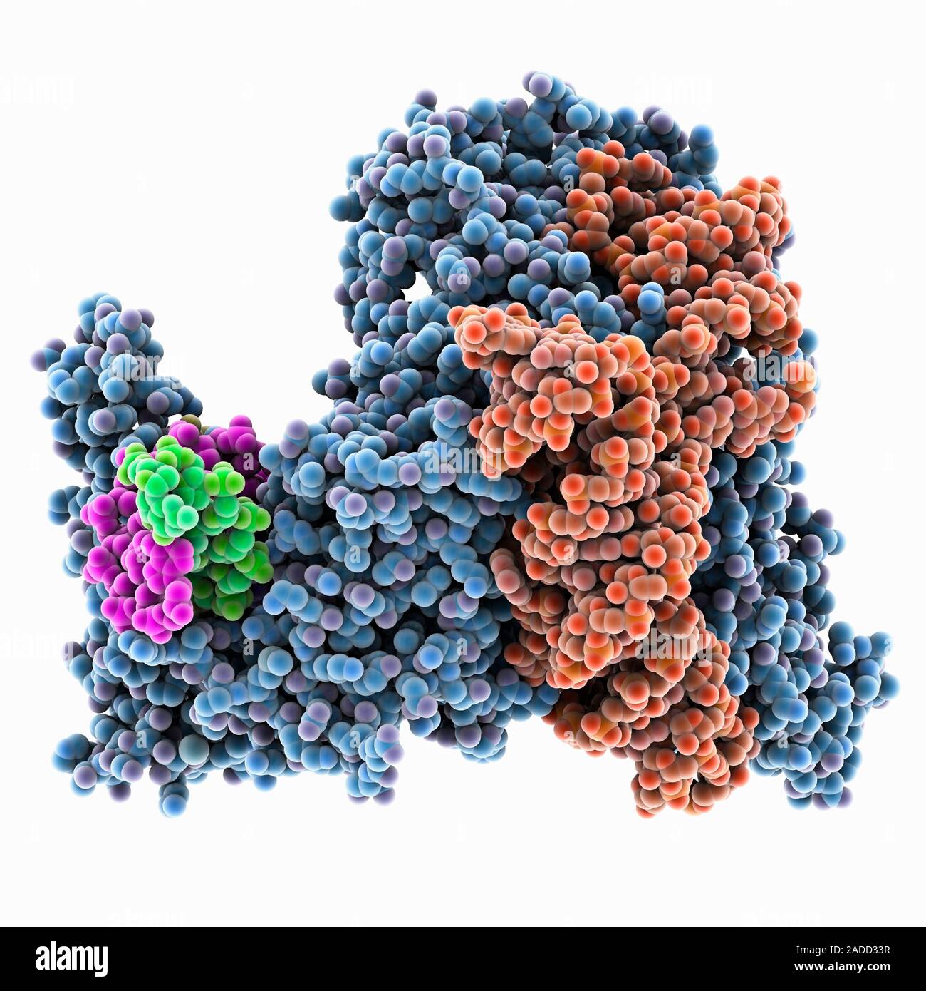 CRISPR-associated protein complexed with CRISPR-RNA and DNA. Computer ...
