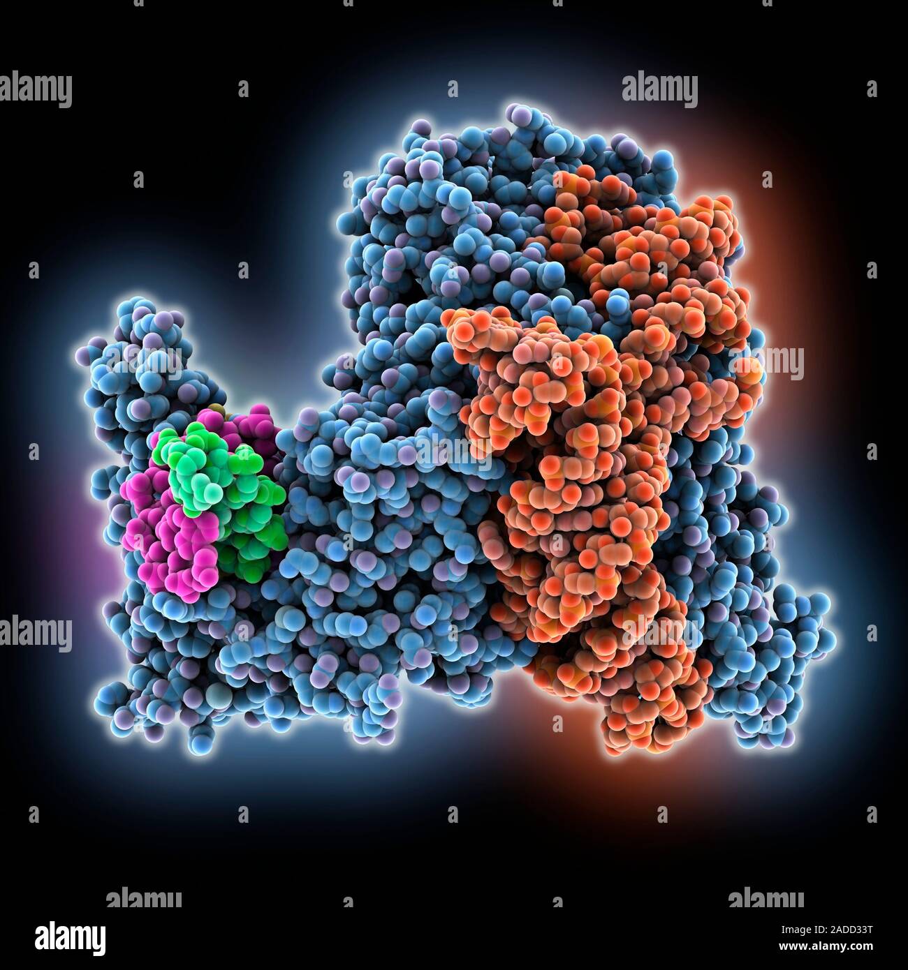 CRISPR-associated protein complexed with CRISPR-RNA and DNA. Computer ...