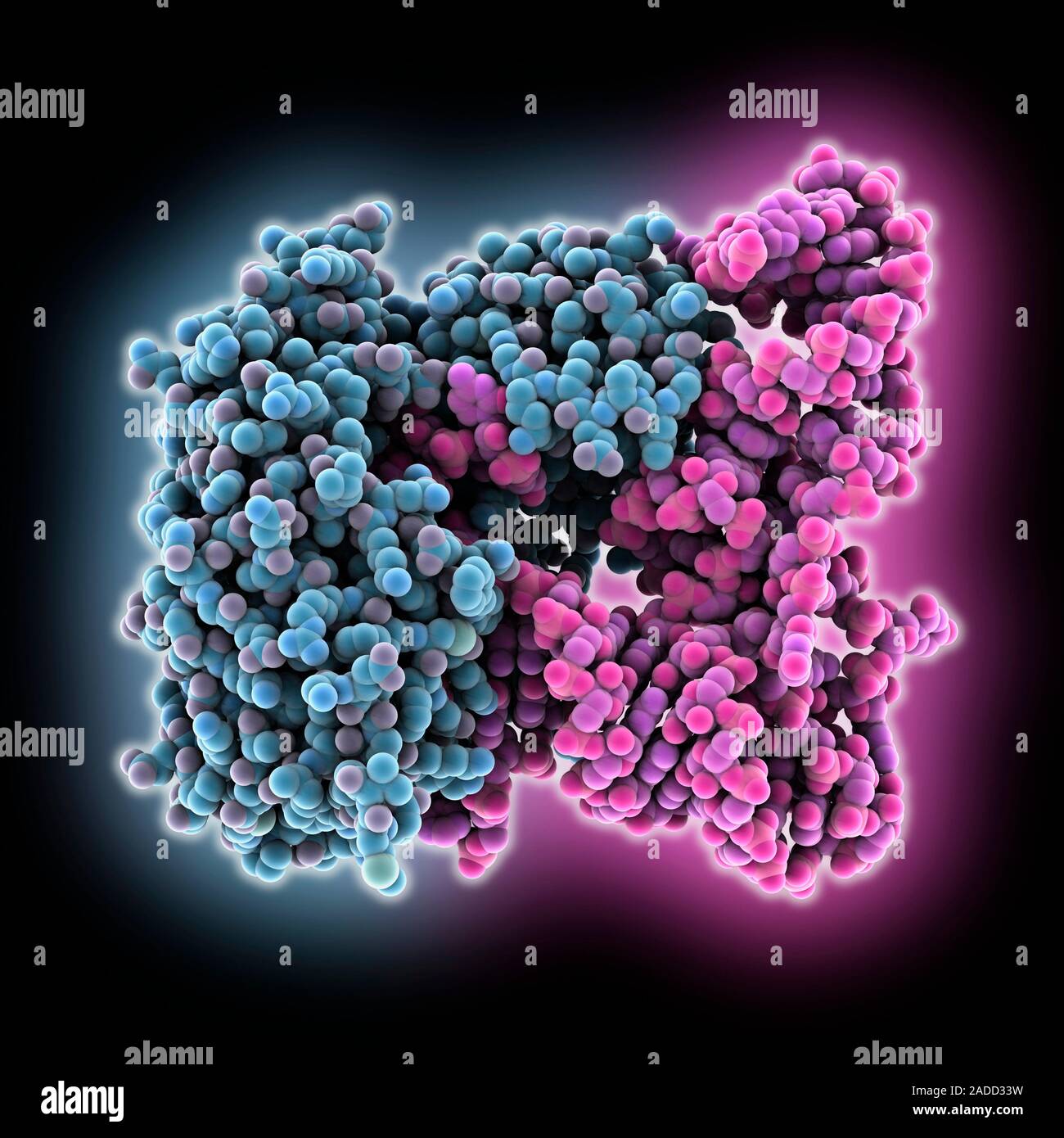 Human methyltransferase complexed with tRNA (transfer ribonucleic acid ...