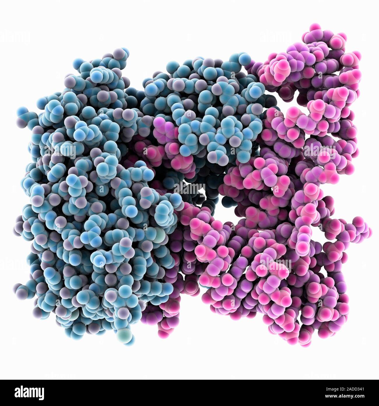 Human methyltransferase complexed with tRNA (transfer ribonucleic acid ...