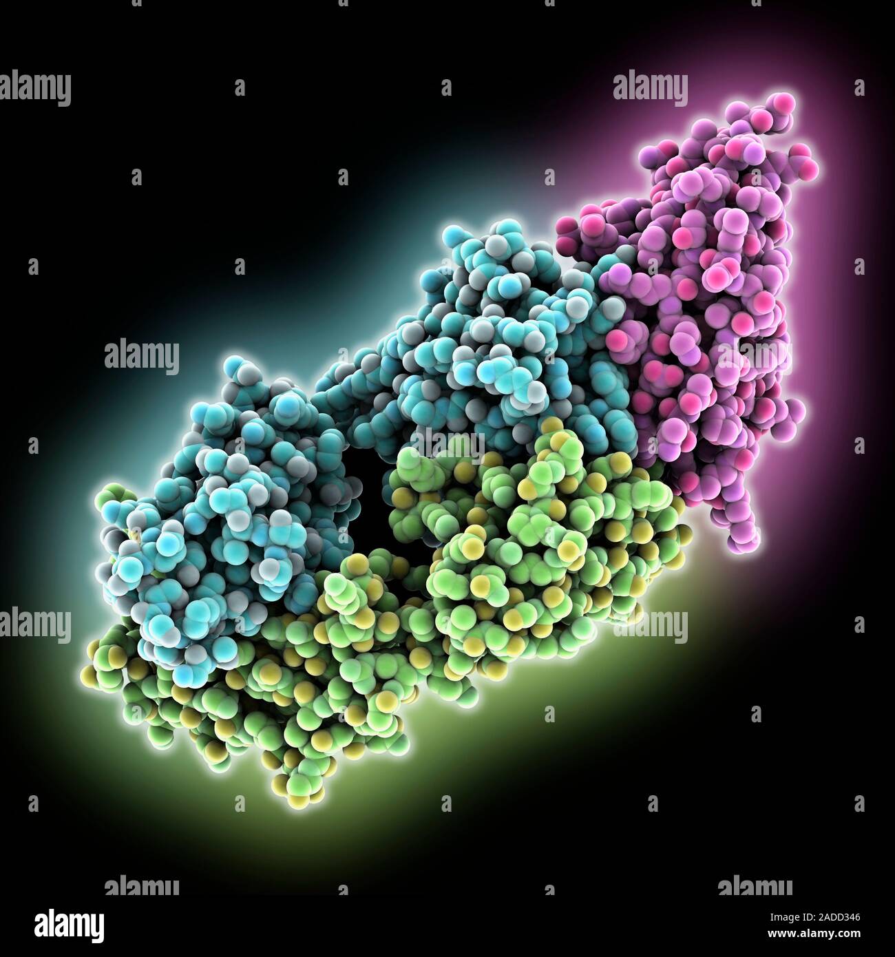 Programmed death ligand PD-L1 in complex with atezolizumab. Computer ...
