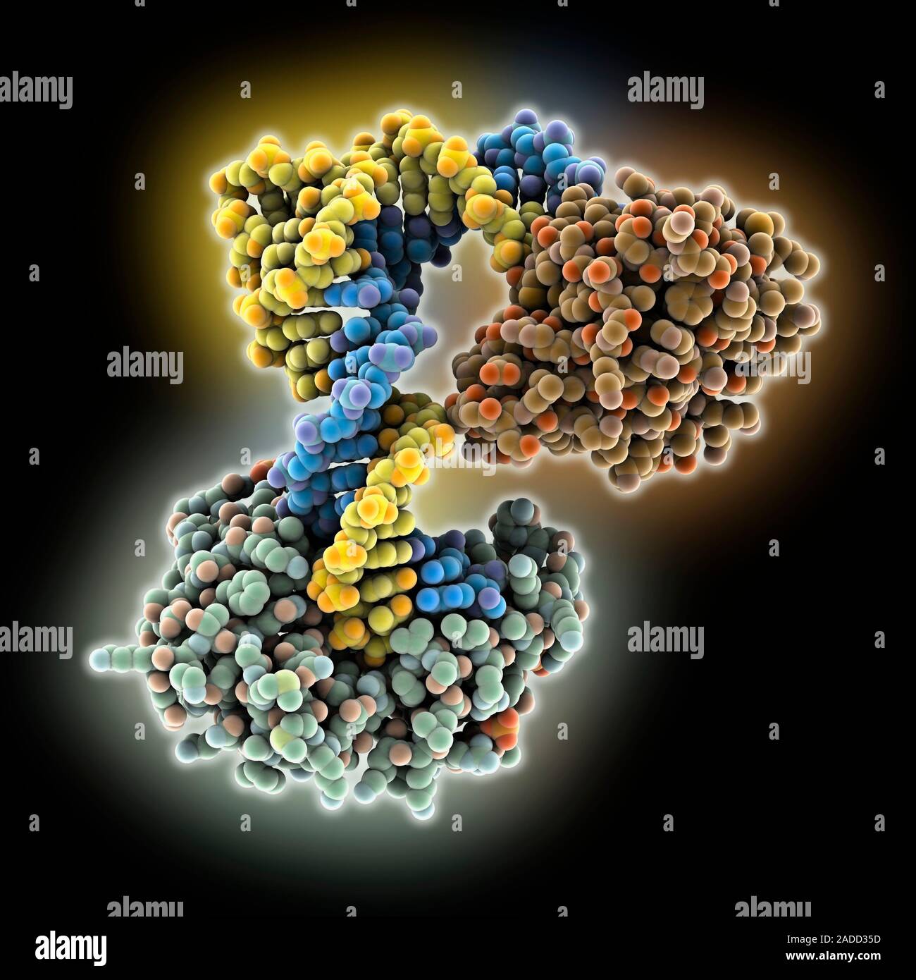 DNA (deoxyribonucleic acid) strands complexed with repair DNA polymerase. Computer model showing ...