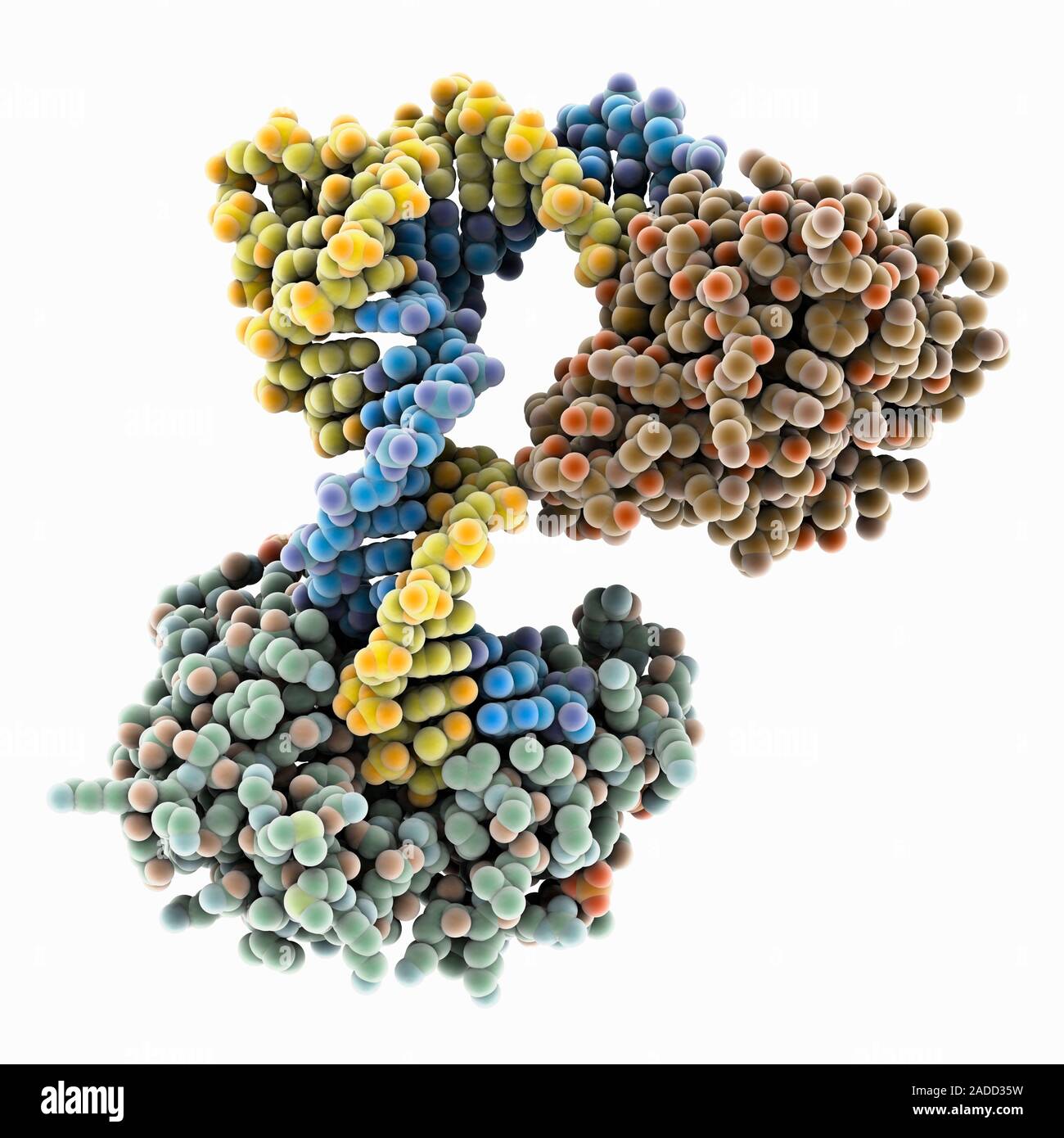 DNA (deoxyribonucleic acid) strands complexed with repair DNA polymerase. Computer model showing ...