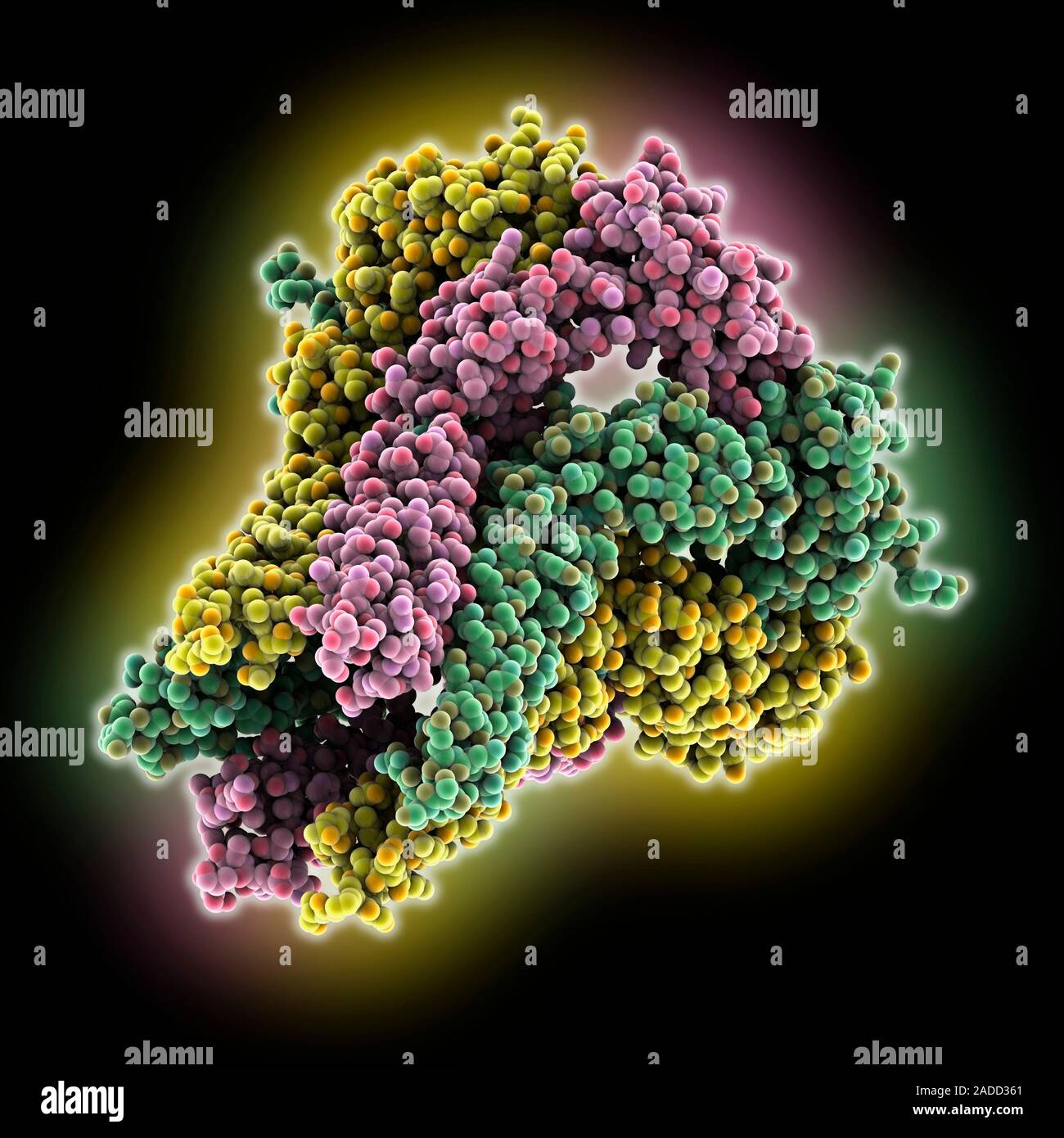 Membrane fusion protein Spr0693. Computer model showing the structure ...