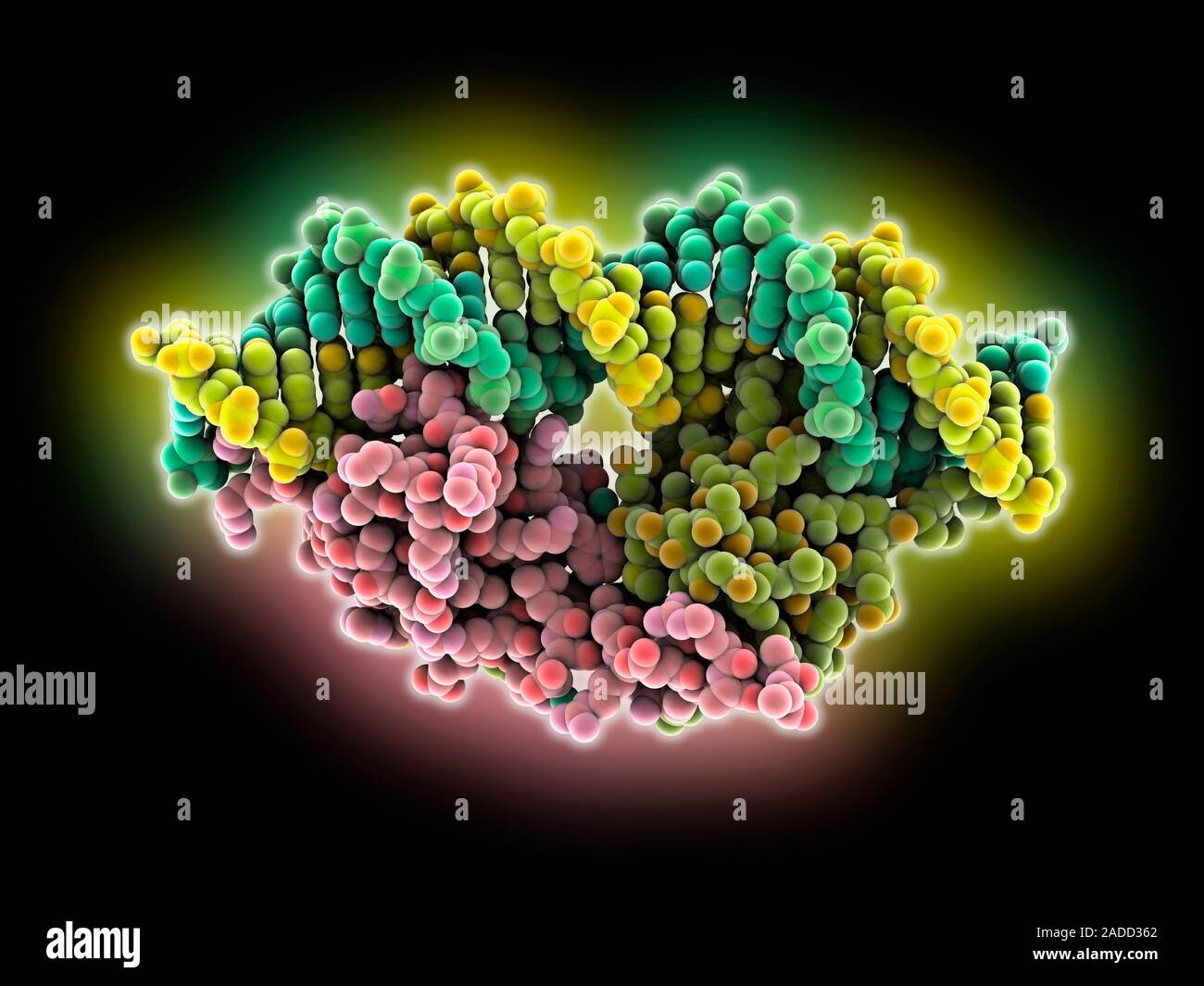 Transcriptional regulator CbnR complexed with DNA (deoxyribonucleic ...