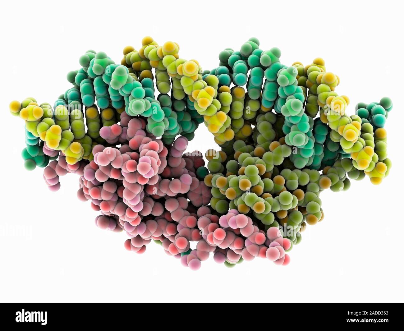 Transcriptional regulator CbnR complexed with DNA (deoxyribonucleic ...