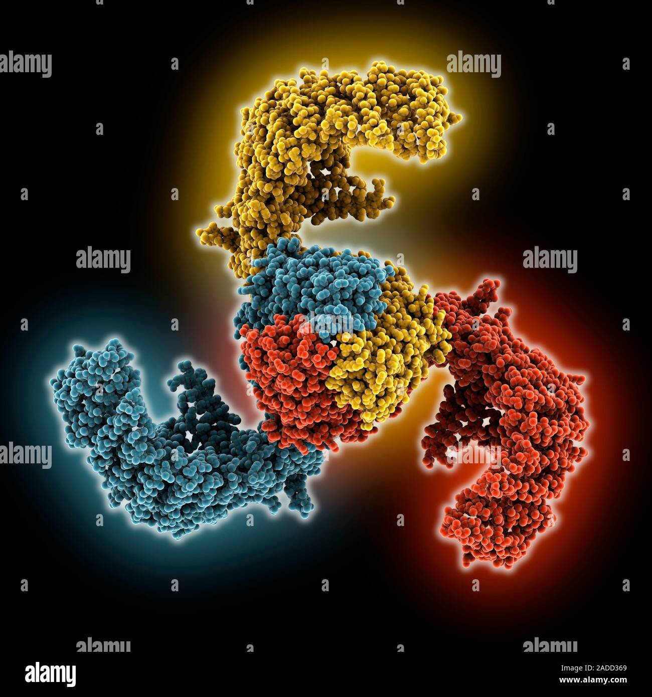Mechanosensitive Piezo1 channel. Computer model showing the structure ...