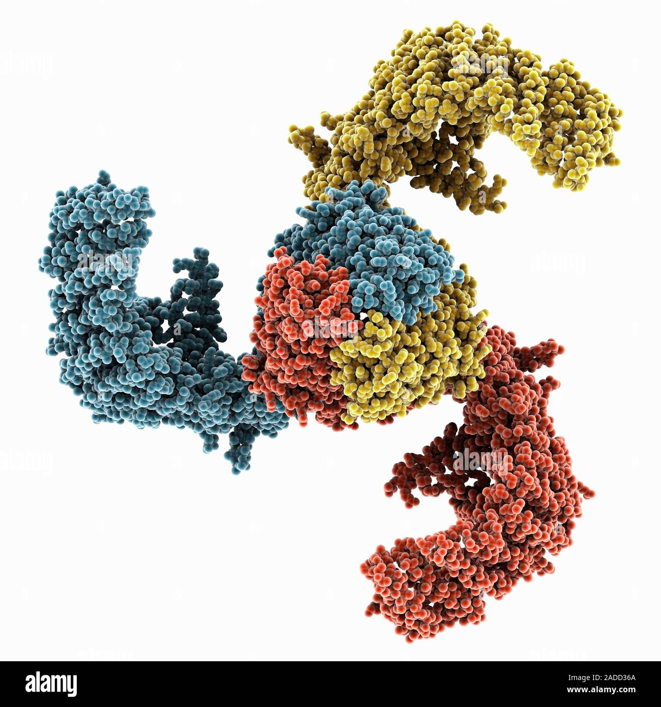 Mechanosensitive Piezo1 channel. Computer model showing the structure ...