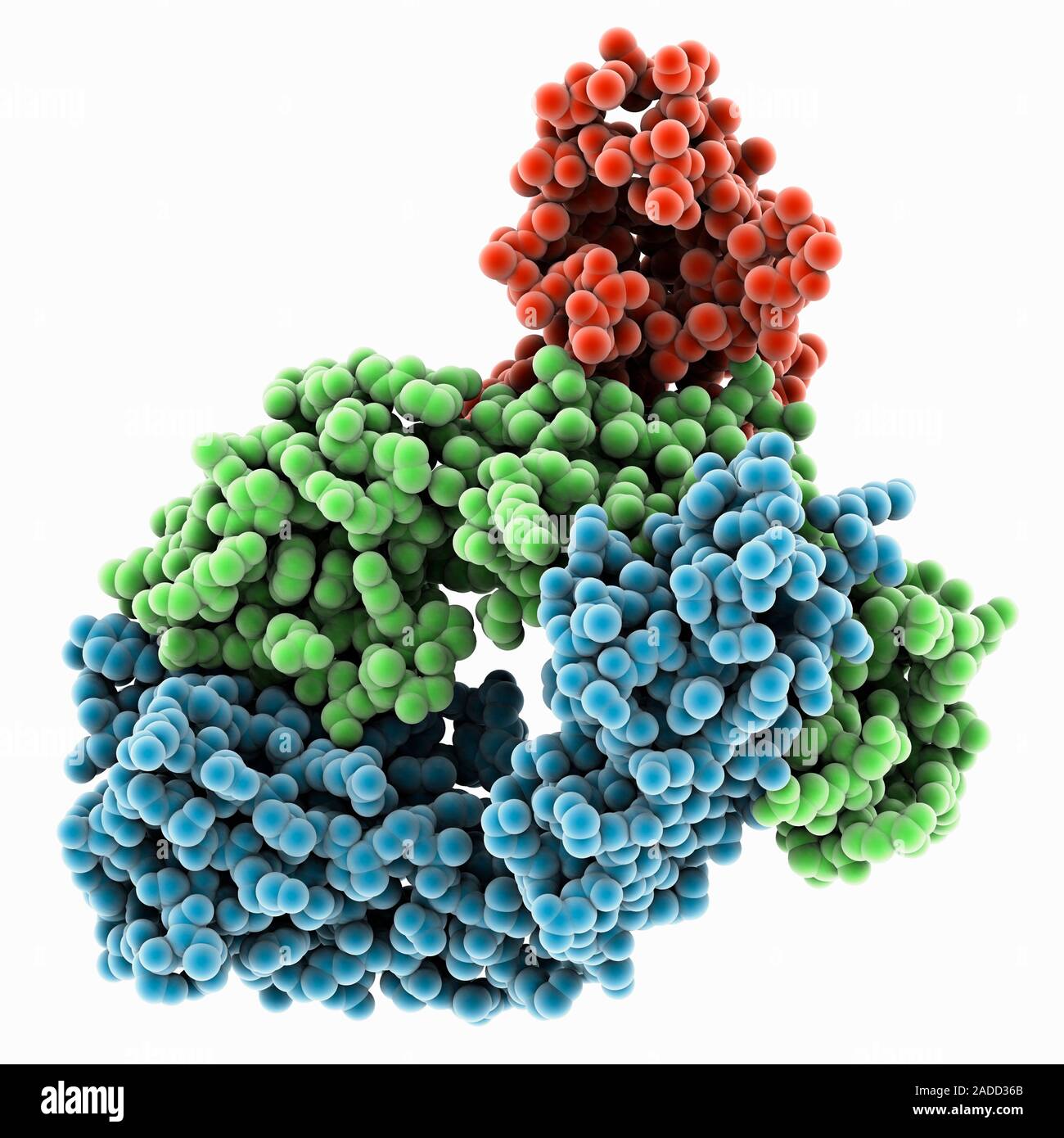 Coltuximab fabs complexed with anti-Kappa VHH domain. Computer model ...