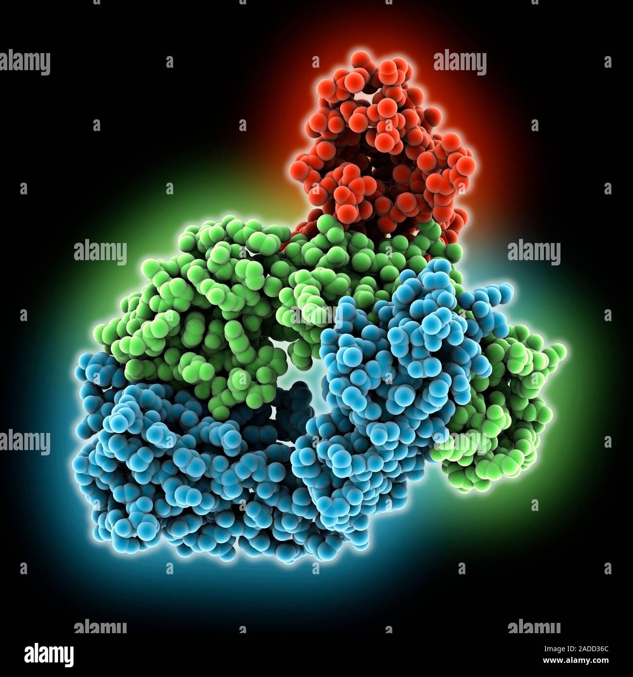 Coltuximab fabs complexed with anti-Kappa VHH domain. Computer model ...