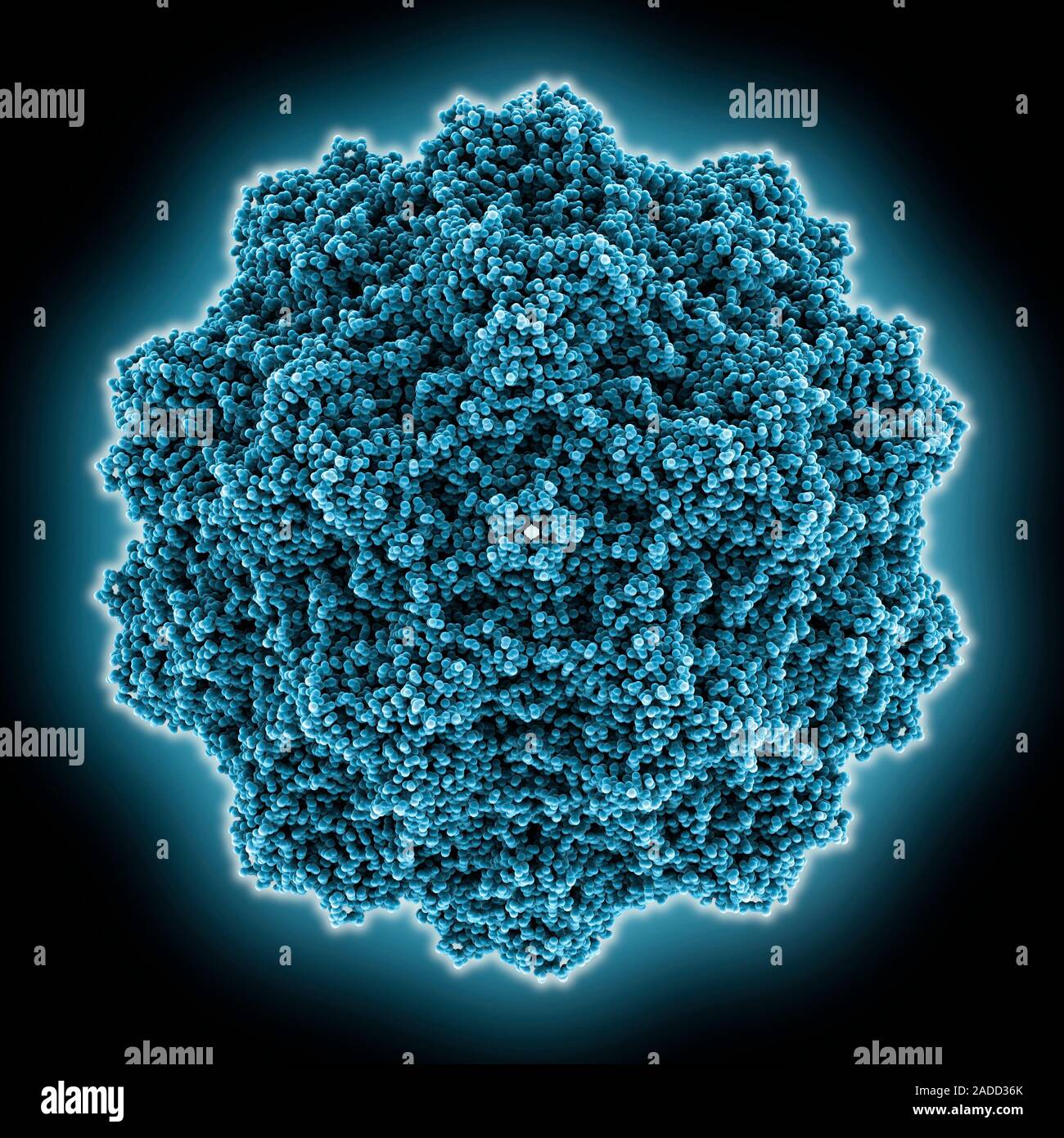 LuIII capsid protein. Computer model showing the structure of the ...