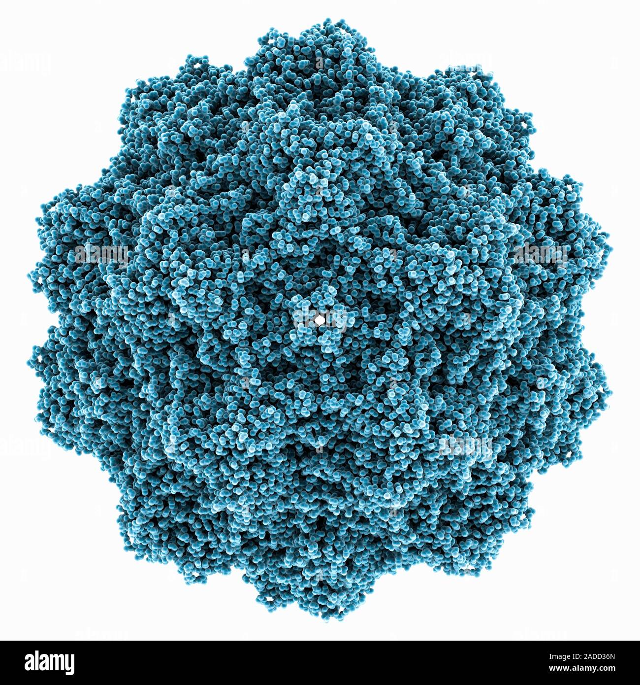 LuIII capsid protein. Computer model showing the structure of the ...