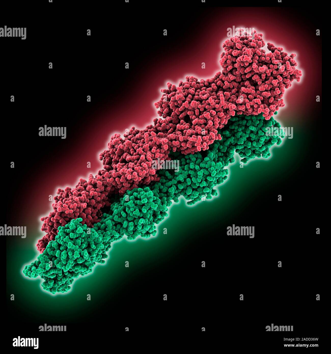 Actin filament. Computer model showing the structure of an actin ...