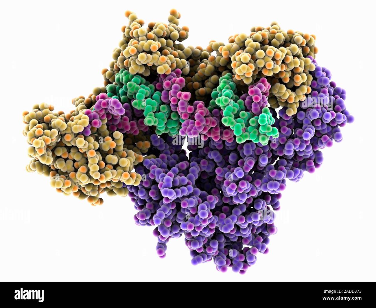 HIV-1 reverse transcriptase complexed with an RNA/DNA hybrid. Computer ...