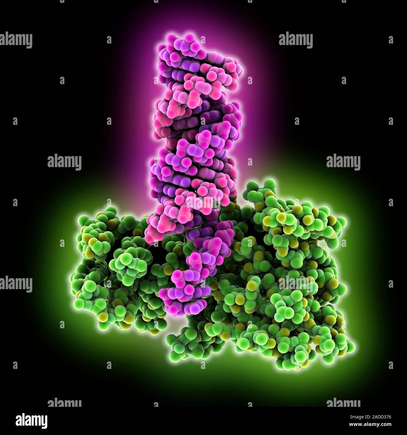 Drosophila Dicer 2 Complexed With Blunt Double Stranded Rna