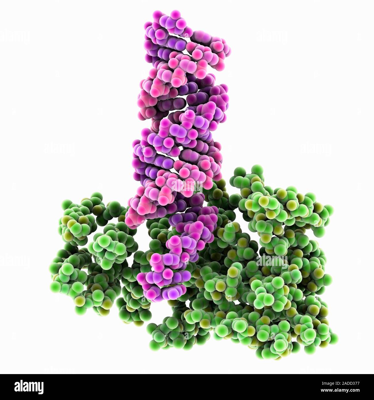 Drosophila Dicer-2 complexed with blunt double-stranded RNA ...