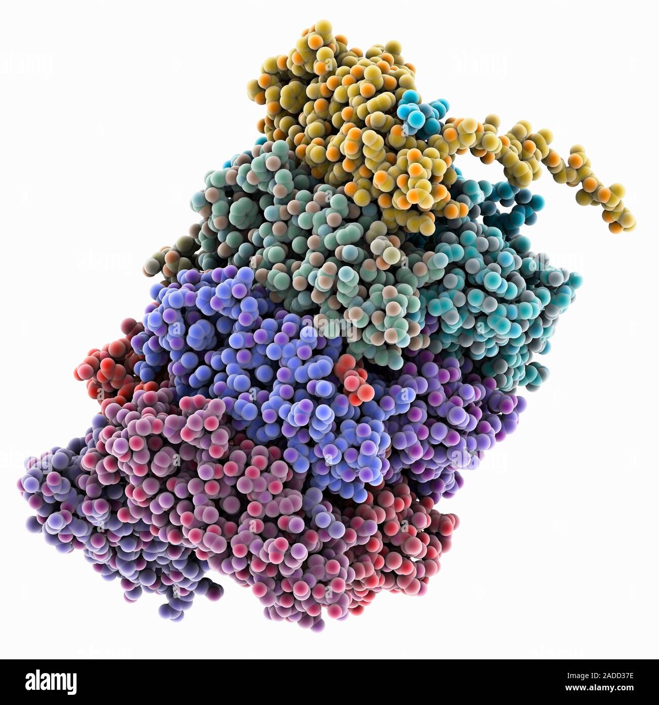 Type 1 pylus rod from uropathogenic Escherichia. coli. Computer model ...