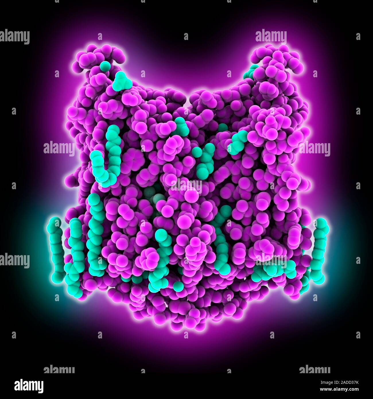 Wild-type channelrhodopsin 2. Computer model showing the structure of ...