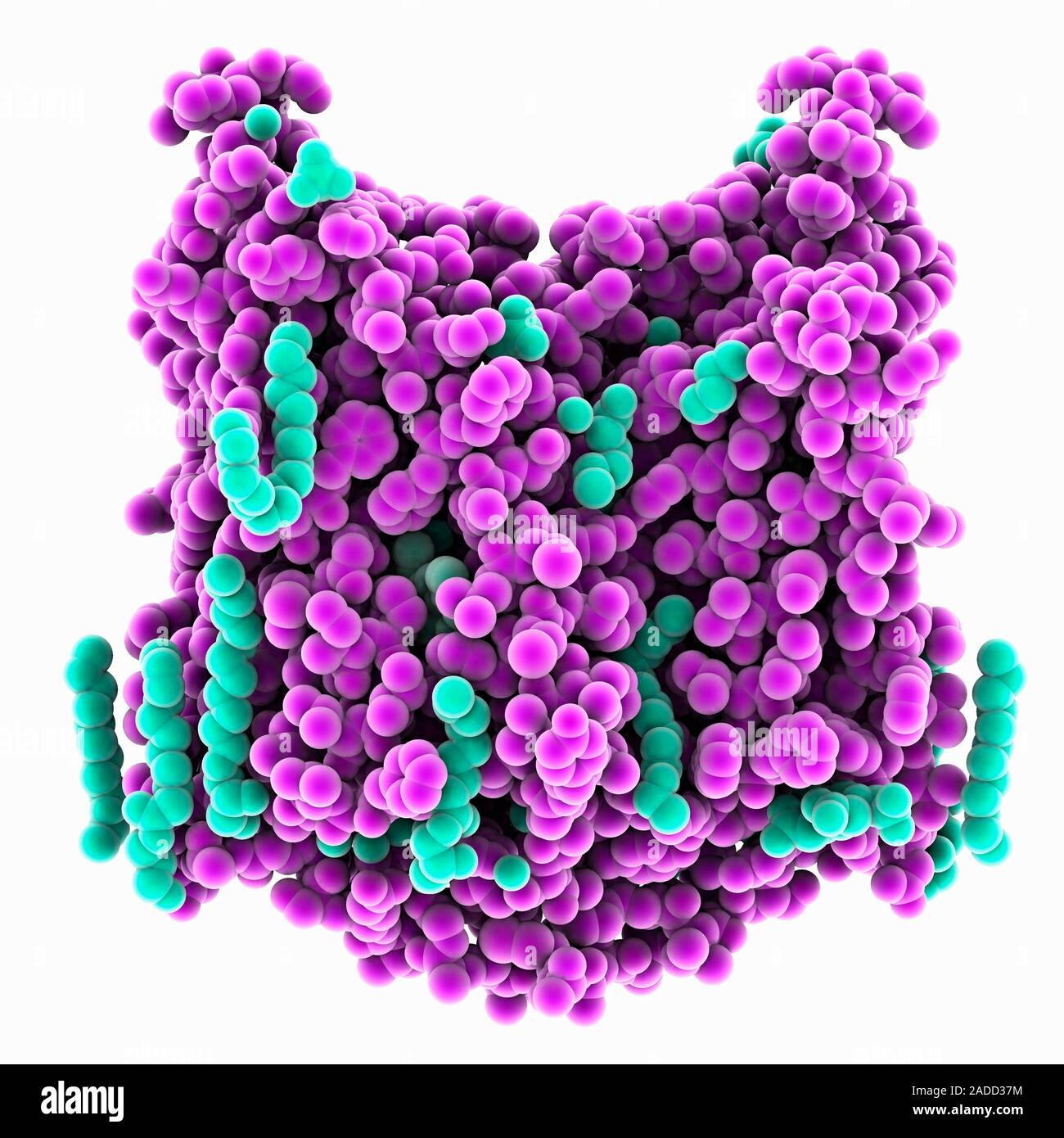 Wild-type channelrhodopsin 2. Computer model showing the structure of ...