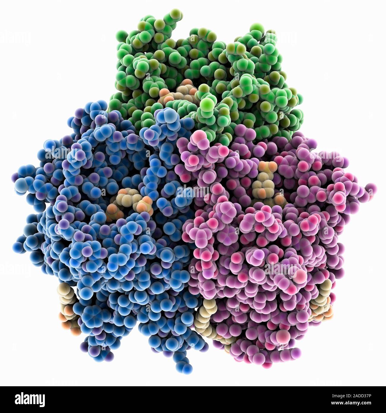 Sensor Amt protein acting as an ammonium sensor/transducer. Computer ...