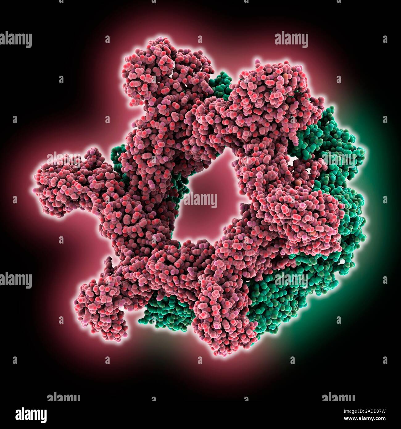 Rift Valley fever virus glycoprotein. Computer model showing the ...